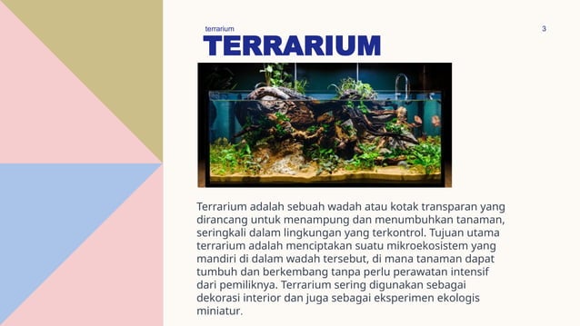 Terrarium.pptxejfrhbgkehbgkbkthbkjbkhbvkhtbkehrghgrhr | PPTX