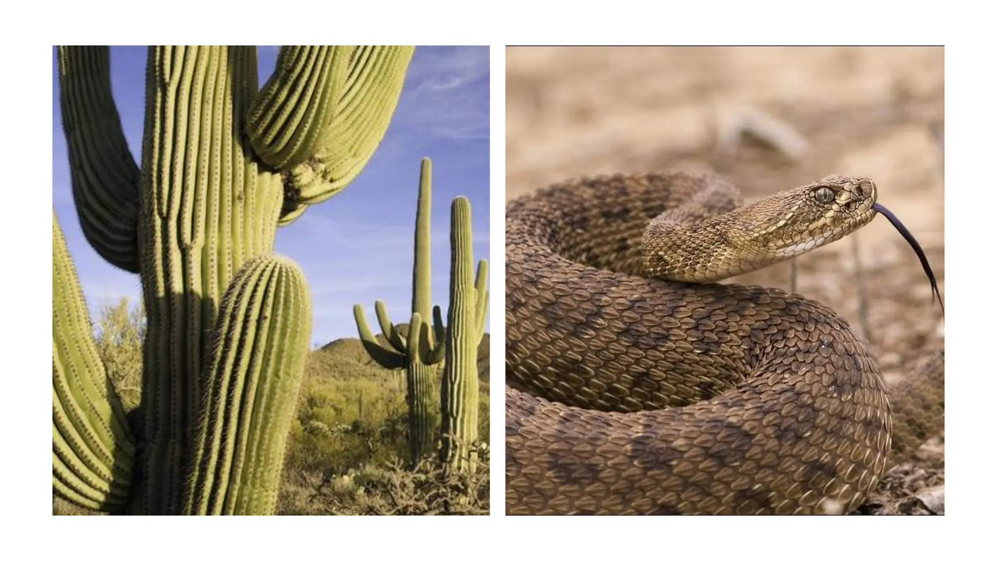 TERRESTRIAL-BIOME-TYPES-AND-IMPACTS-.pdf