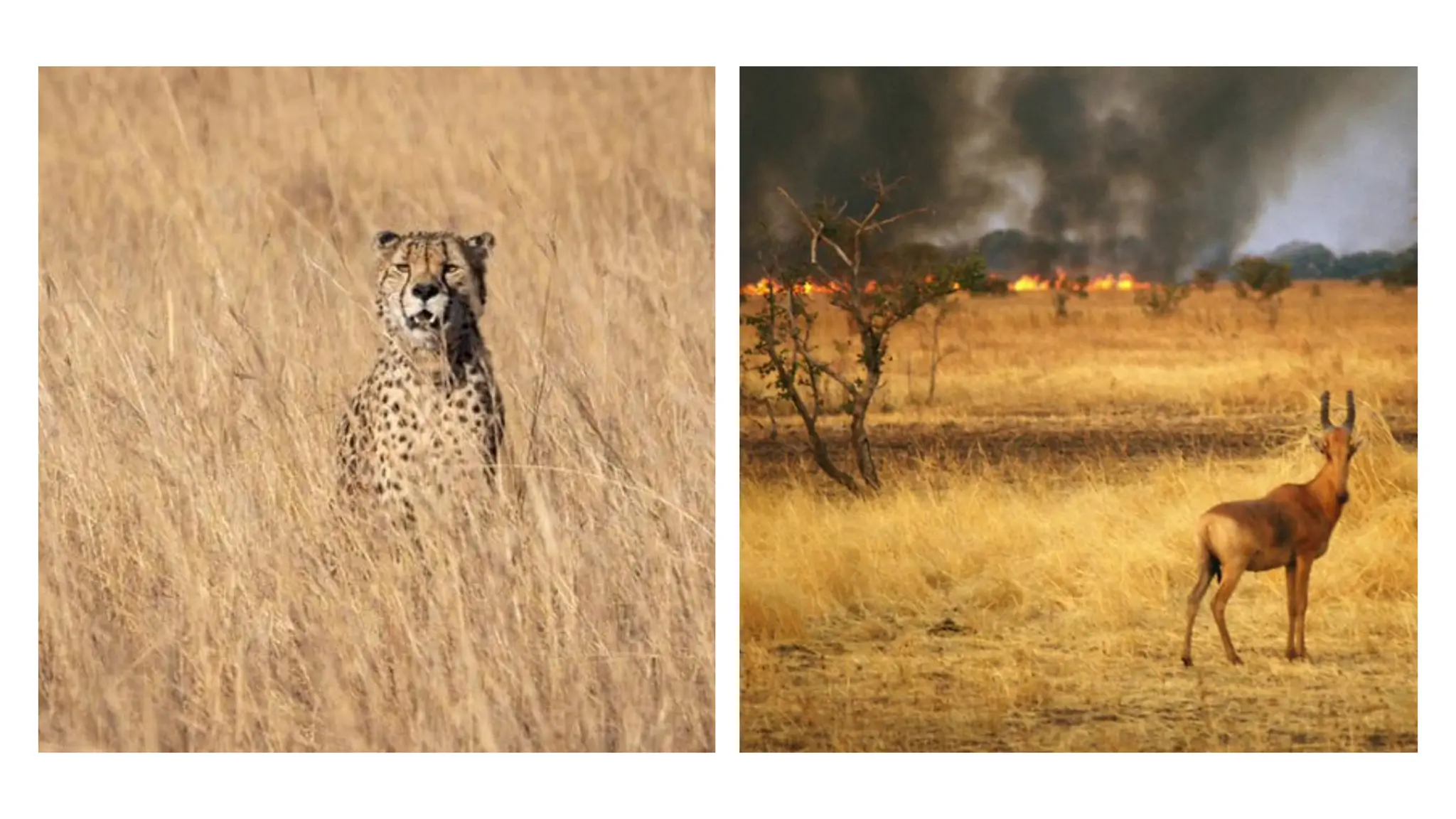 TERRESTRIAL-BIOME-TYPES-AND-IMPACTS-.pdf