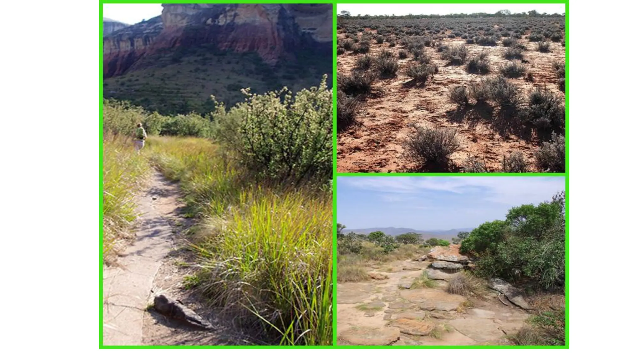 TERRESTRIAL-BIOME-TYPES-AND-IMPACTS-.pdf