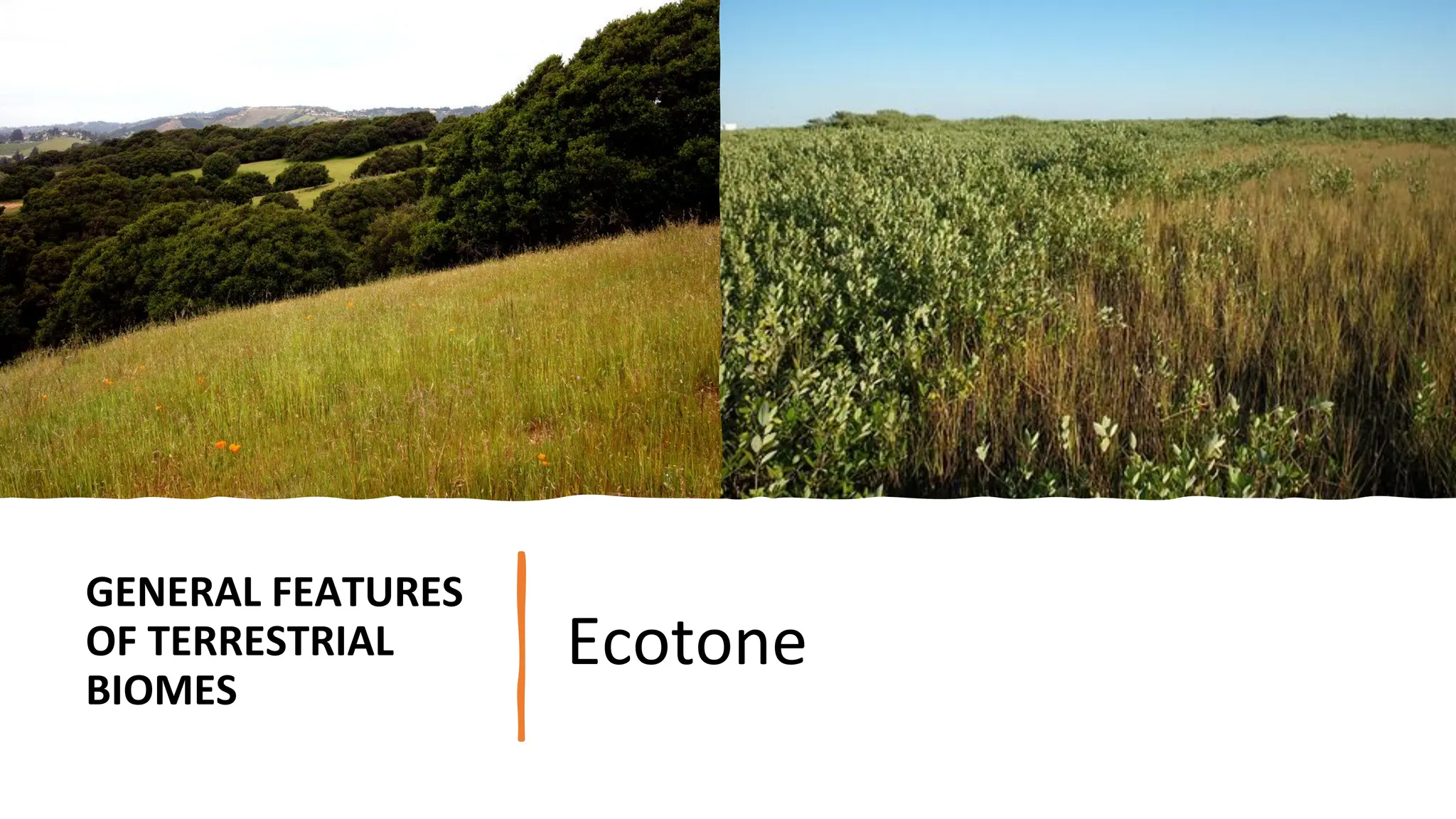 TERRESTRIAL-BIOME-TYPES-AND-IMPACTS-.pdf