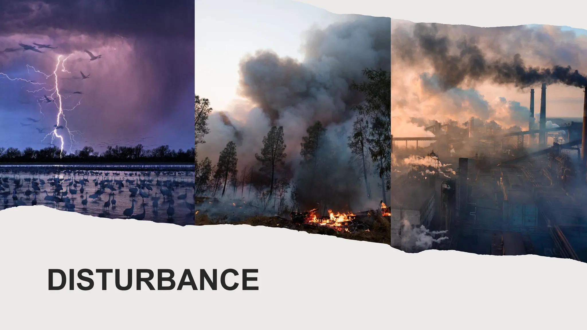 TERRESTRIAL-BIOME-TYPES-AND-IMPACTS-.pdf