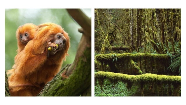 TERRESTRIAL-BIOME-TYPES-AND-IMPACTS-.pdf