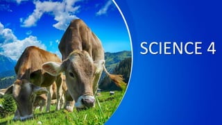 Terrestrial and aquatic animals | PPTX