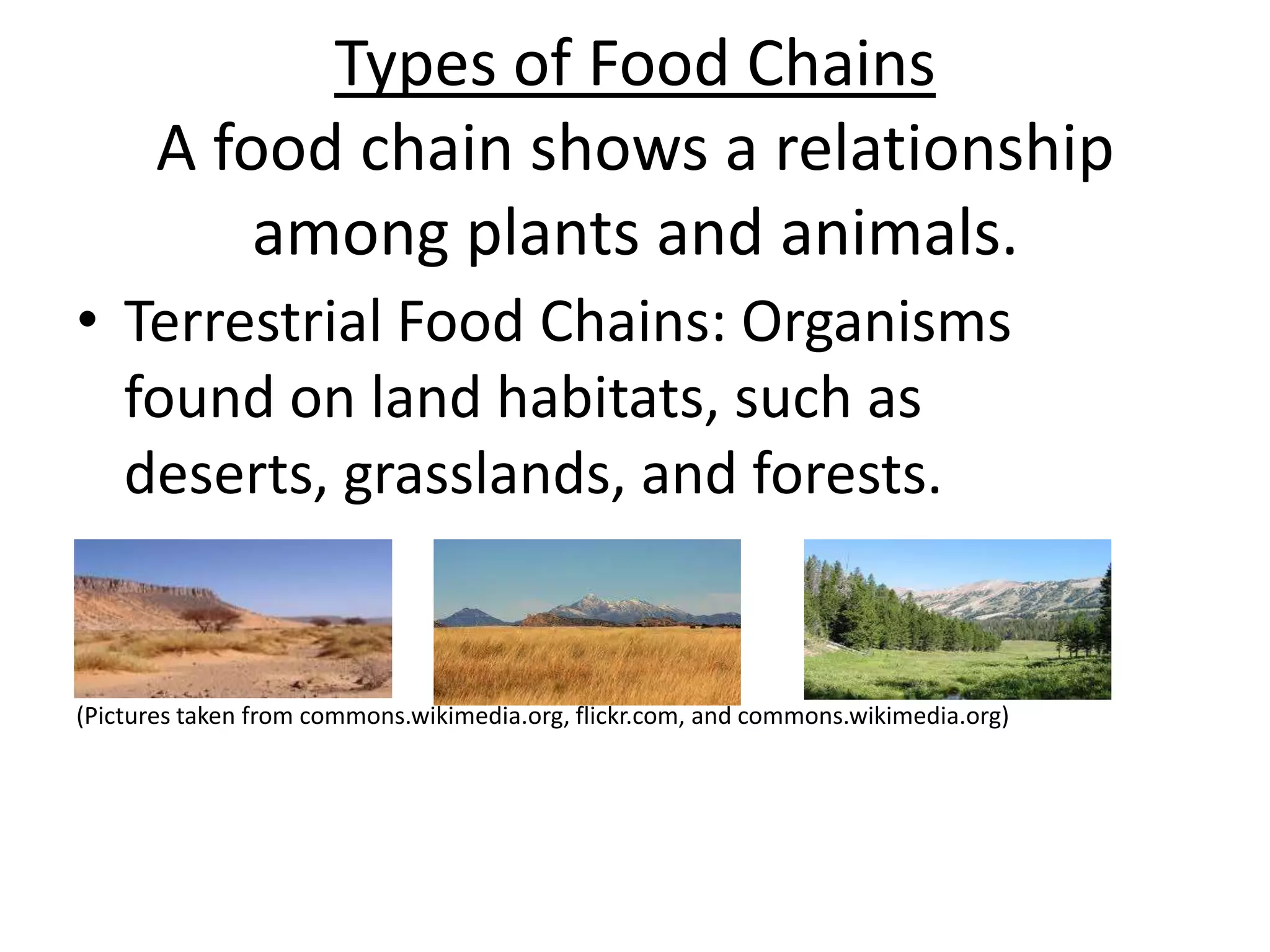 Terrestrial and Aquatic Food Chains | PPTX