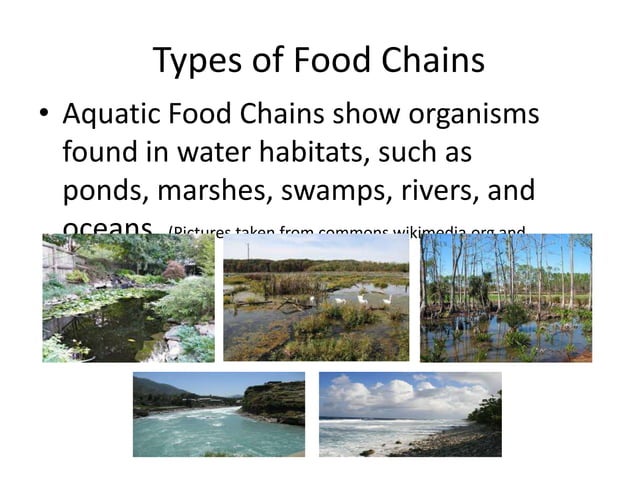 Terrestrial and Aquatic Food Chains | PPTX | Fish and Aquariums | Pets