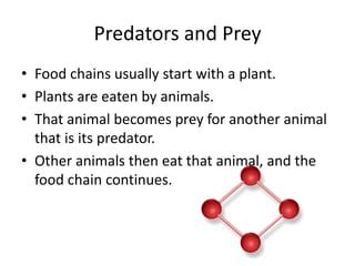 Terrestrial and Aquatic Food Chains | PPTX