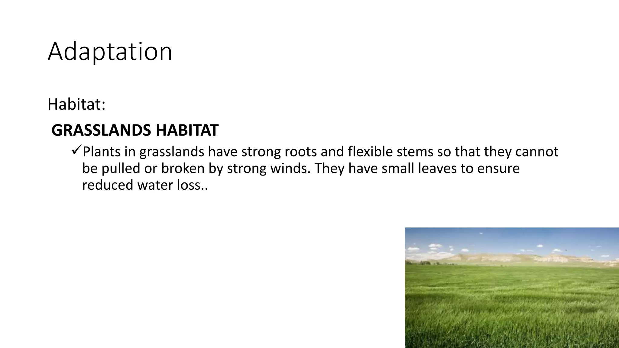 Terrestrial and aquatic plants | PPTX