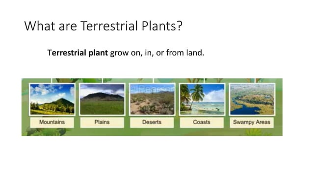 Terrestrial and aquatic plants | PPTX | Gardening | Home & Garden