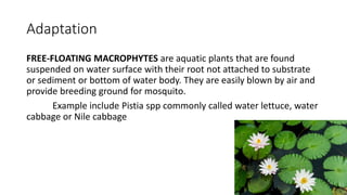 Terrestrial and aquatic plants | PPTX