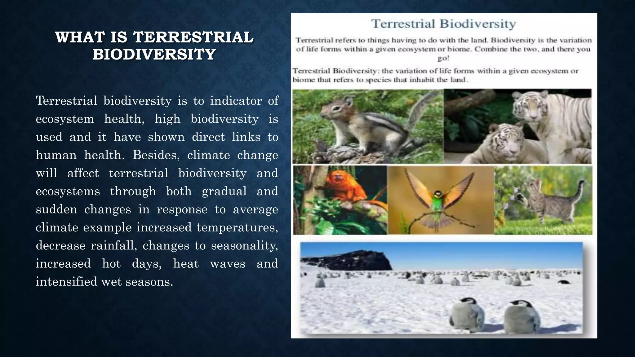 Terrestrial Biodiversity (Sustainable Development) | PPTX