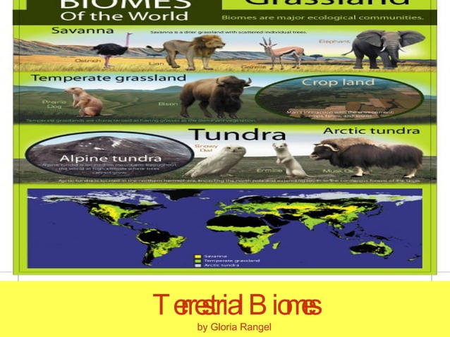 Terrestrial Biomes | PPT