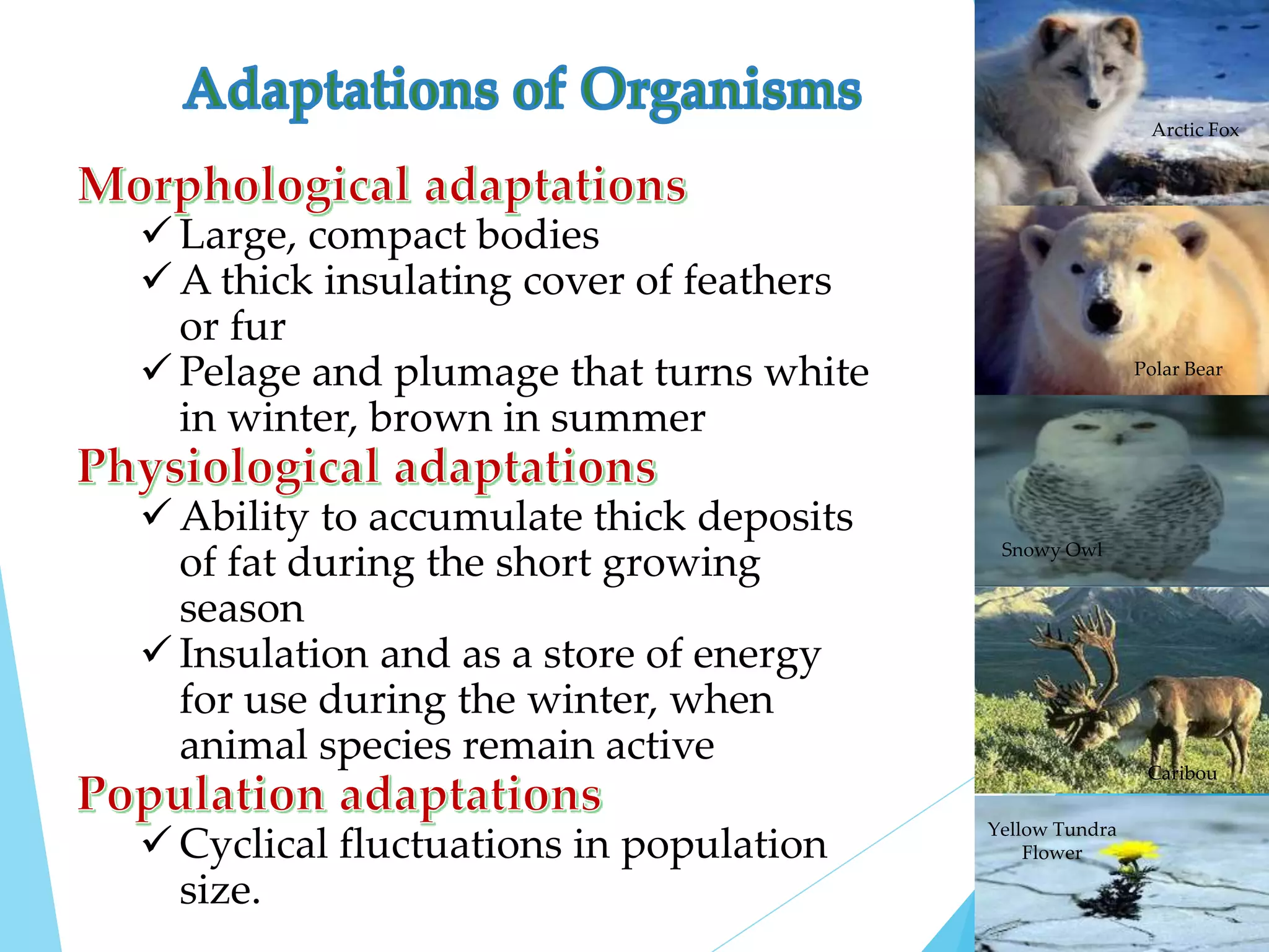 Terrestrial Biomes | PPTX