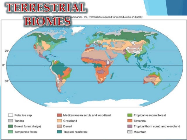 Terrestrial Biomes