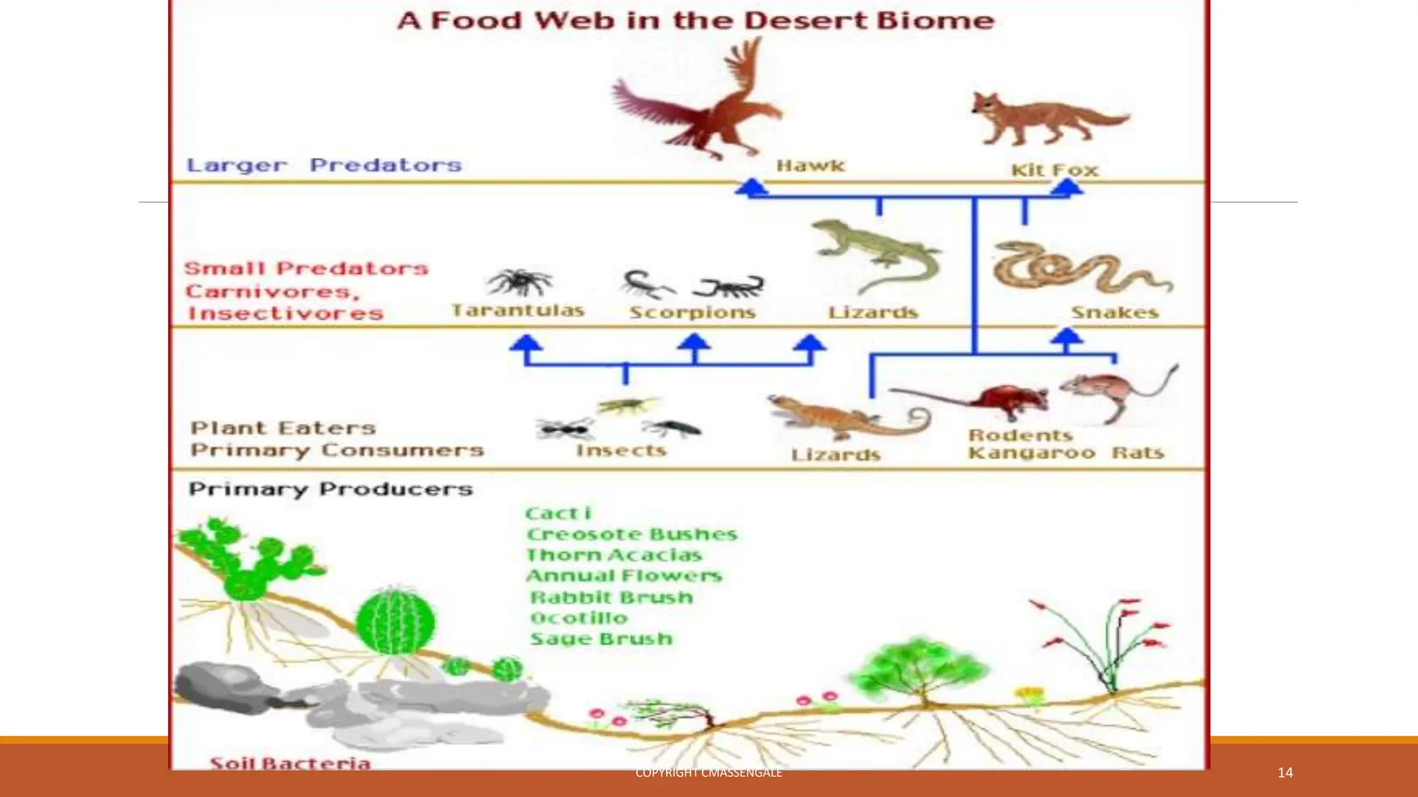 Terrestrial Biomes.ppt