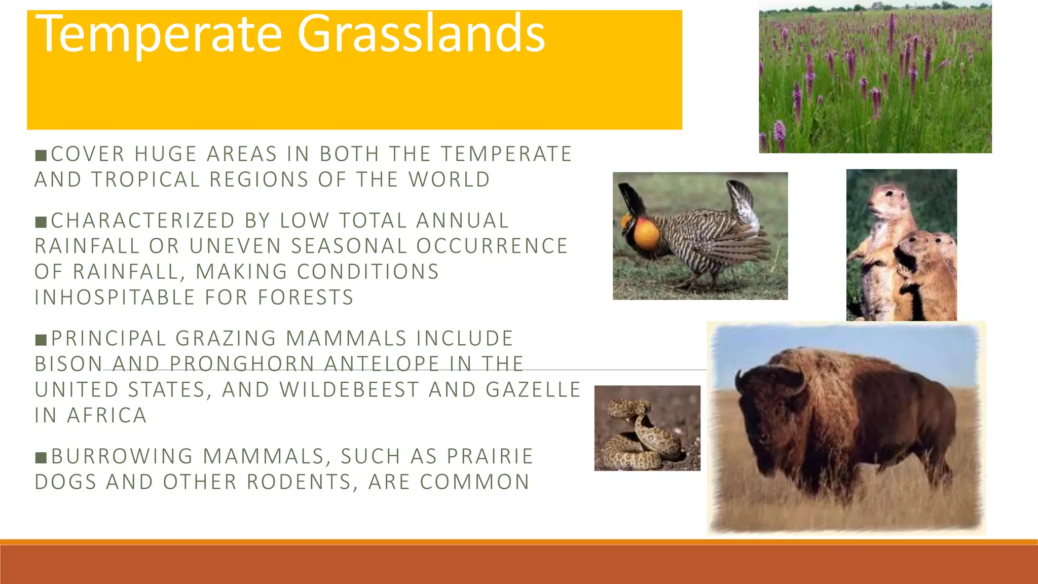 Terrestrial Biomes.ppt