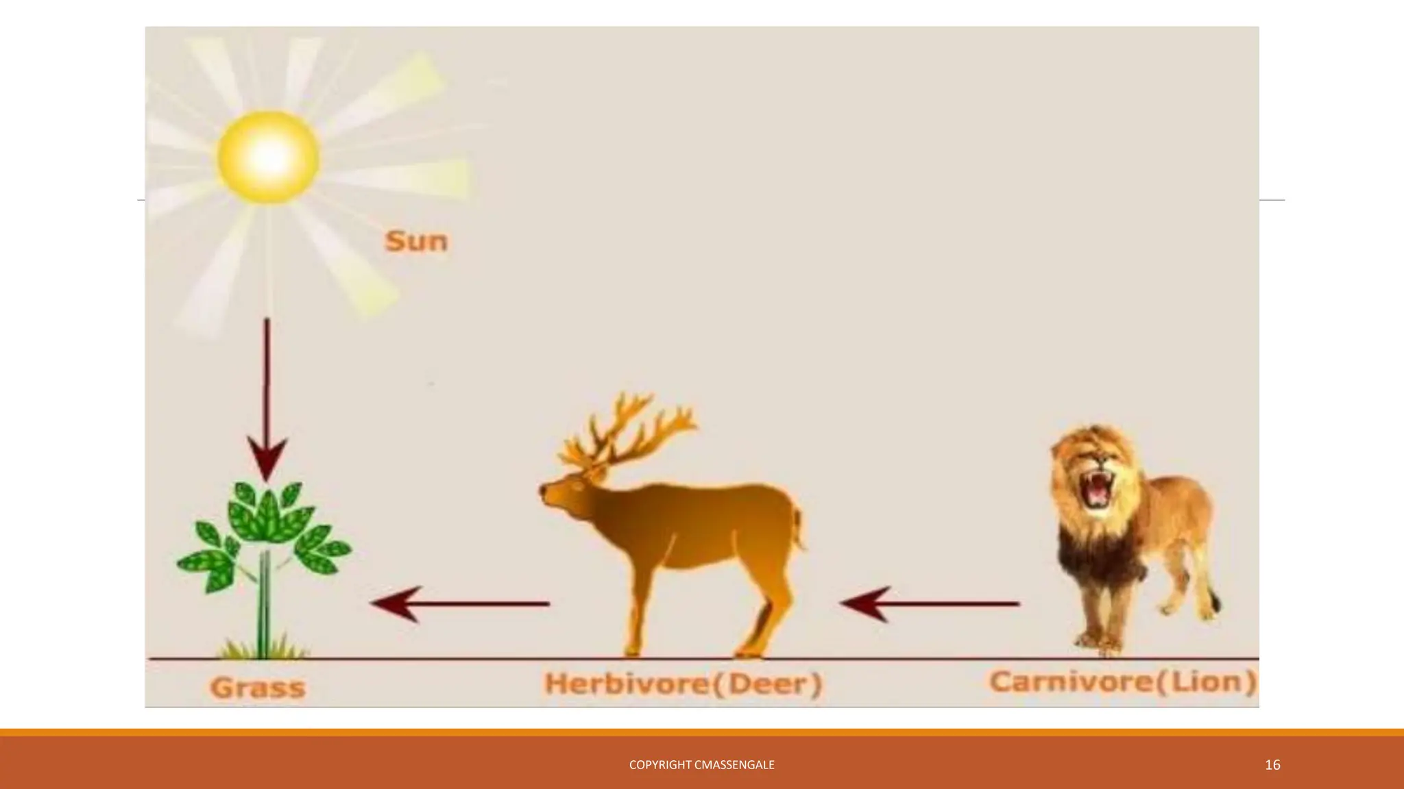 Terrestrial Biomes.ppt