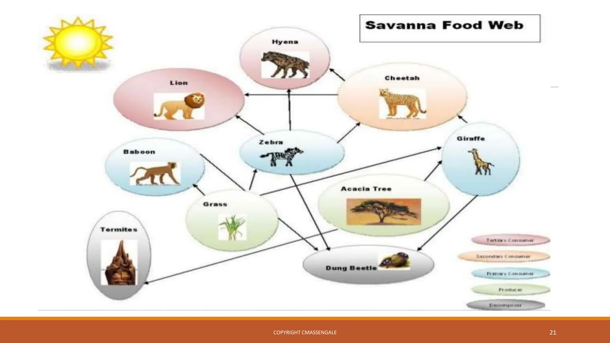Terrestrial Biomes.ppt