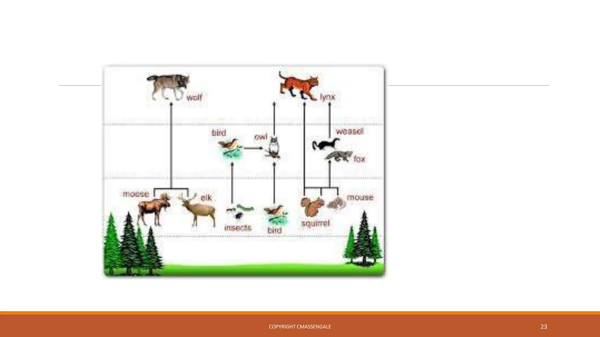 Terrestrial Biomes.ppt