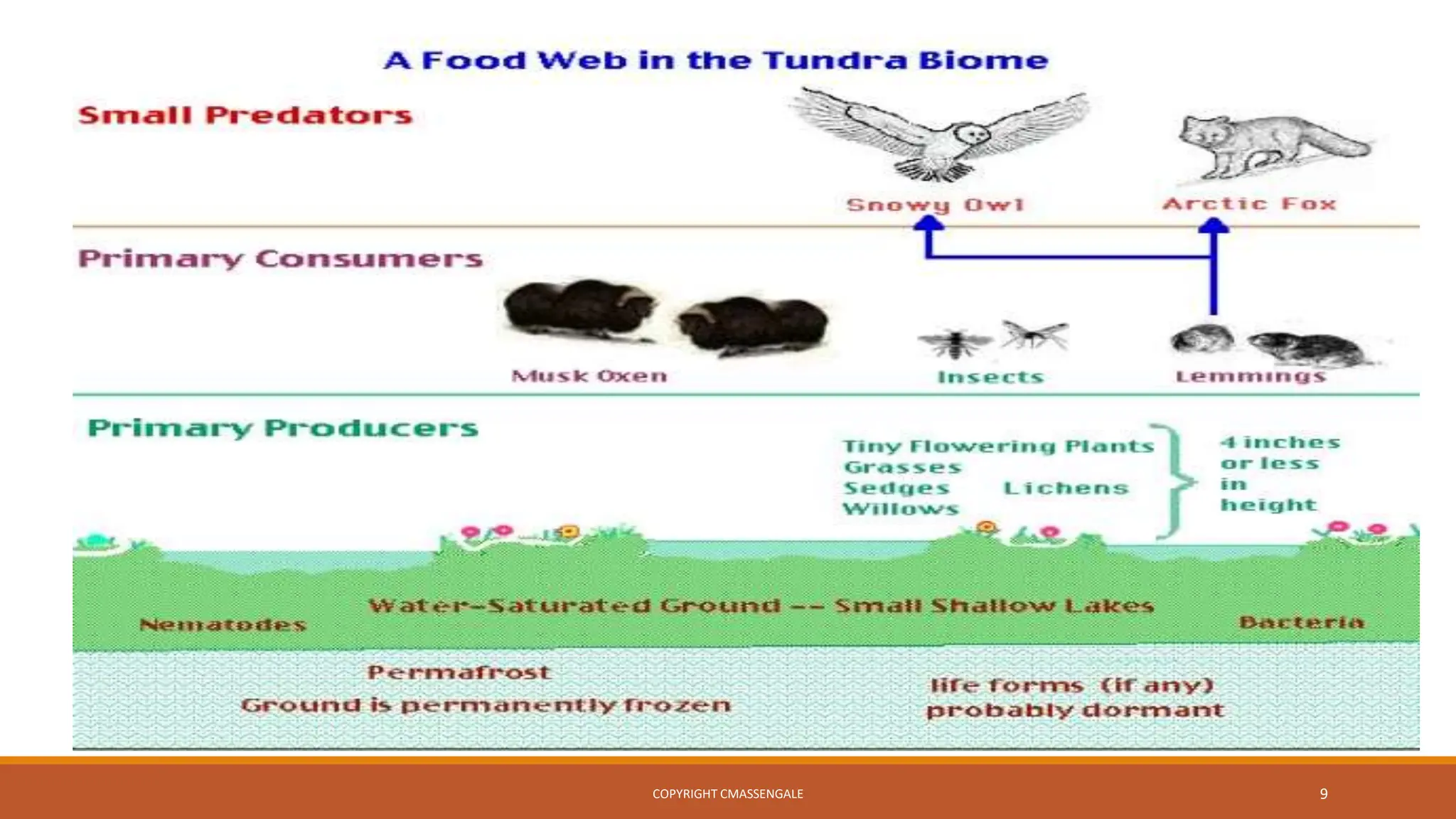 Terrestrial Biomes.ppt