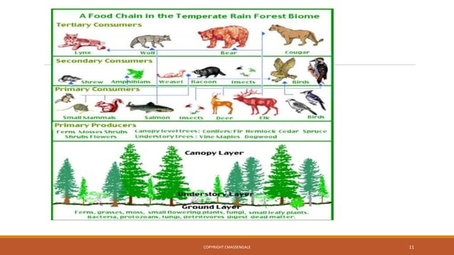 Terrestrial Biomes.ppt