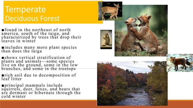Terrestrial Biomes.ppt