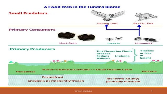 Terrestrial Biomes.ppt