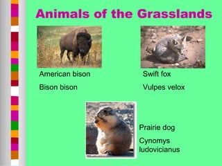 Terrestrial Biomes | PPT