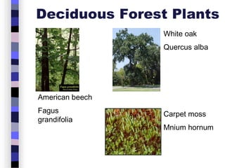 Terrestrial Biomes | PPT