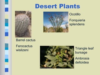 Terrestrial Biomes | PPT