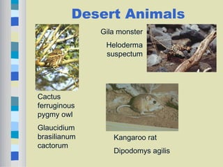 Terrestrial Biomes | PPT