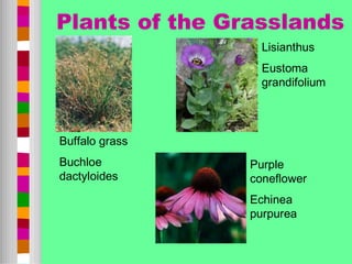 Terrestrial Biomes | PPT