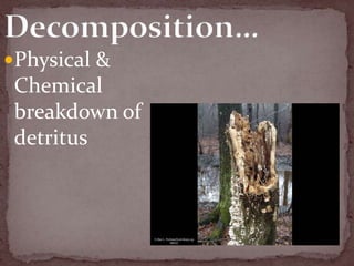 Terrestrial decomposition | PPTX | Chemistry | Science