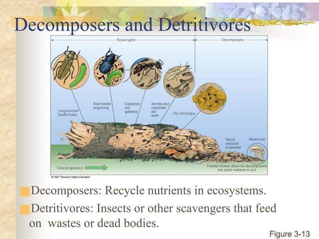 Terrestrial Ecology NOTES for a sustainability course | PPT