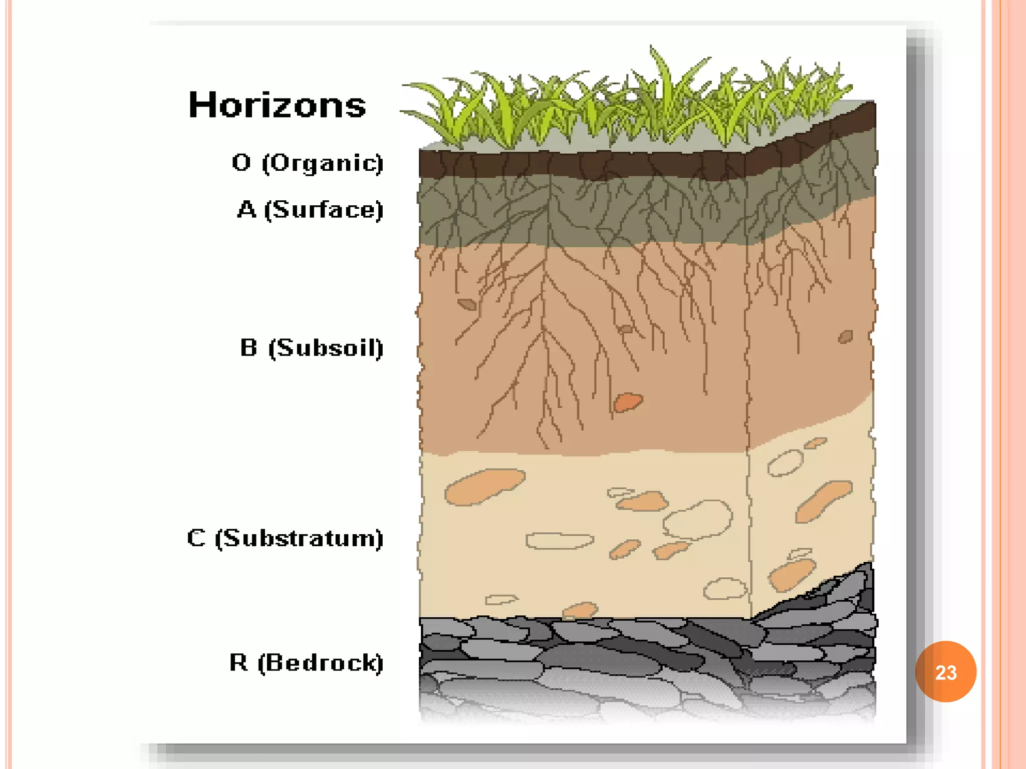Terrestrial ecosystem | PPTX