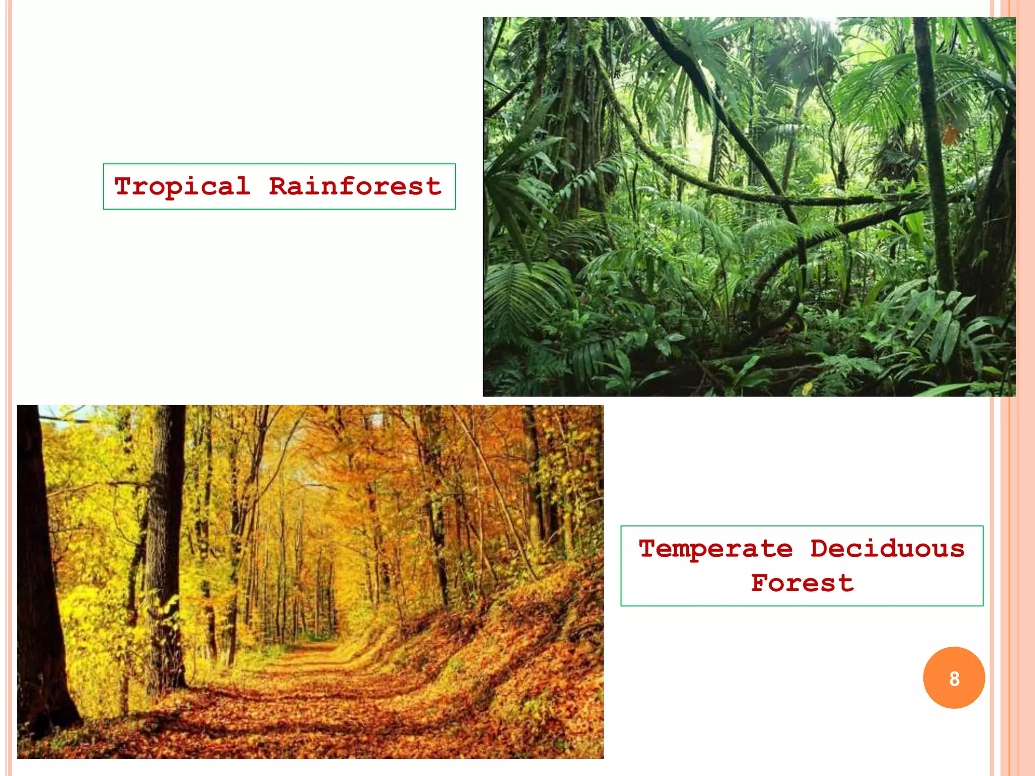 Terrestrial ecosystem | PPTX