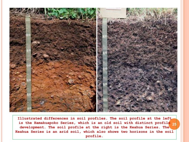 Terrestrial ecosystem | PPTX | Geology | Science