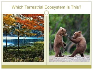 Terrestrial Ecosystems For Kids