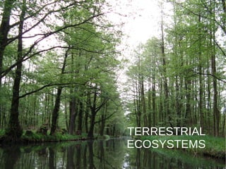 Terrestrial Ecosystem