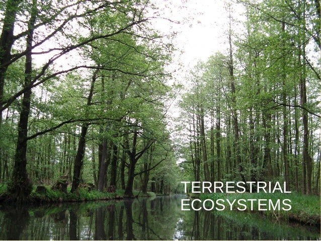 Types Of Terrestrial Ecosystem