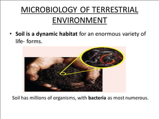 Terrestrial Environment Microbiology/ Soil Microbiology | PDF