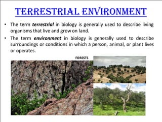 Terrestrial Environment Microbiology/ Soil Microbiology | PPT