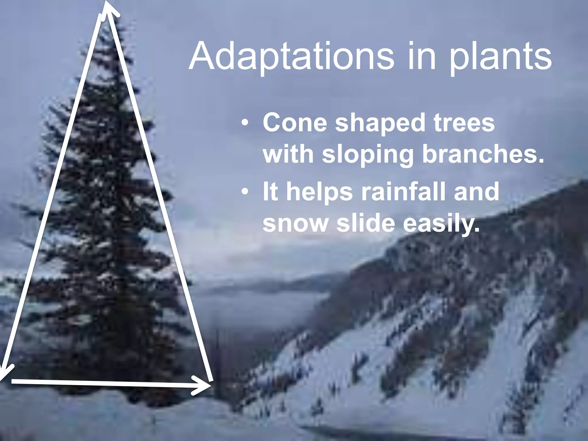 class 6 THE LIVING ORGANISMS — CHARACTERISTICS AND HABITATS | PPTX