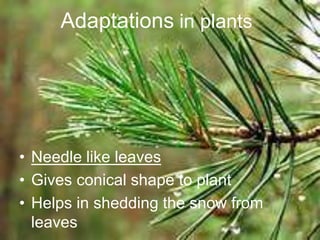 class 6 THE LIVING ORGANISMS — CHARACTERISTICS AND HABITATS | PPTX