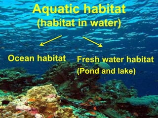 class 6 THE LIVING ORGANISMS — CHARACTERISTICS AND HABITATS | PPTX