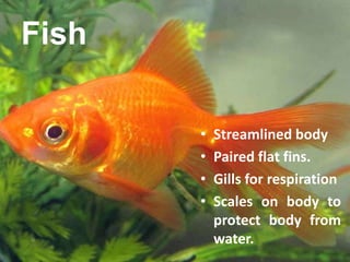 class 6 THE LIVING ORGANISMS — CHARACTERISTICS AND HABITATS | PPTX