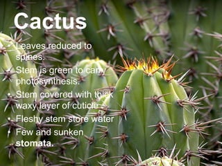 class 6 THE LIVING ORGANISMS — CHARACTERISTICS AND HABITATS | PPTX