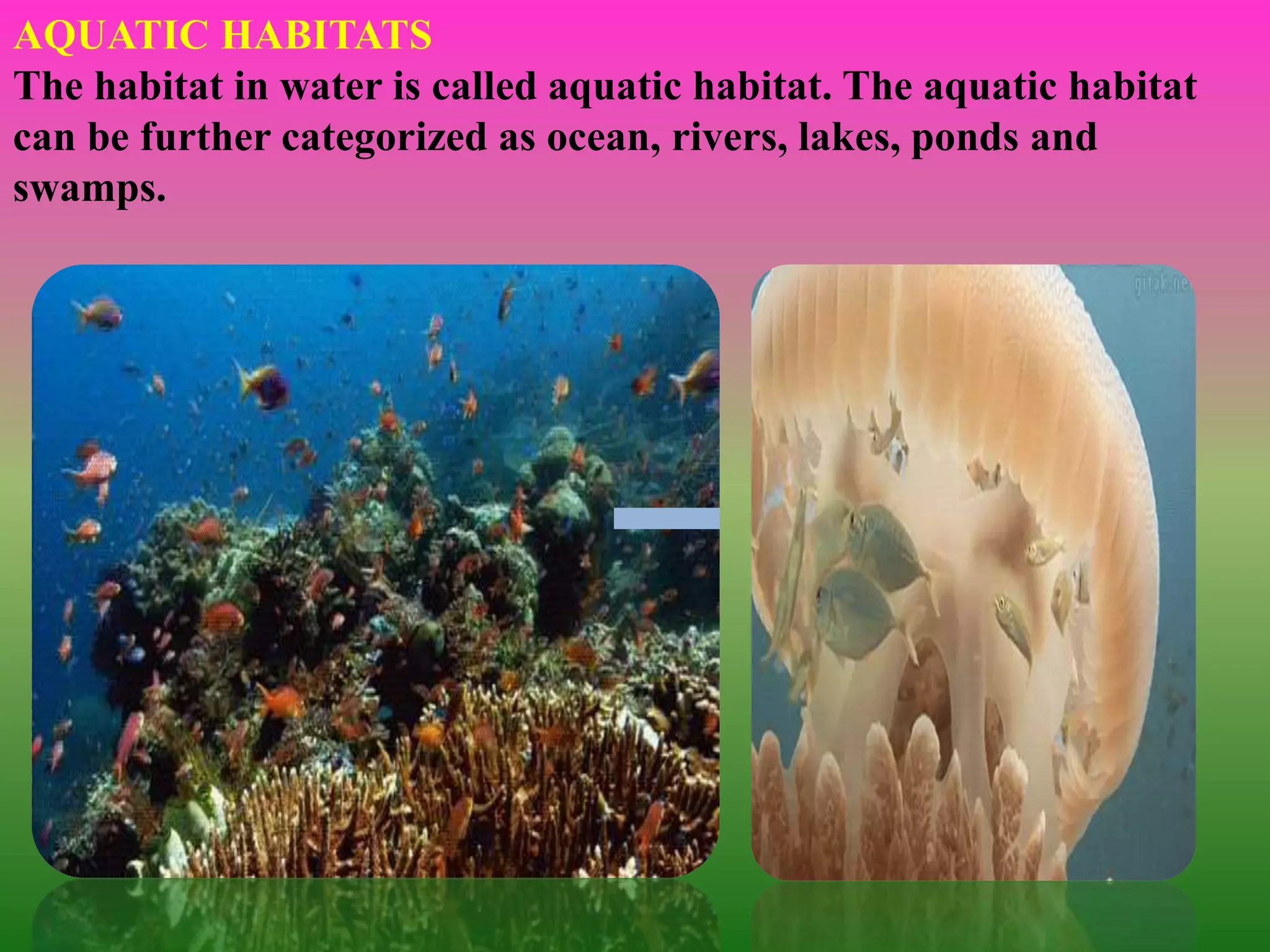 THE LIVING ORGANISMS — CHARACTERISTICS AND HABITATS TERRESTRIAL HABITAT ...
