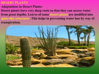 Terrestrial Habitat Desert