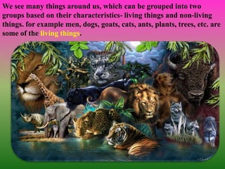 Terrestrial Habitat Animals